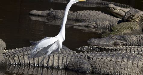 Ectothermic Endothermic Animals Of Australia Studycom Emu Flightless