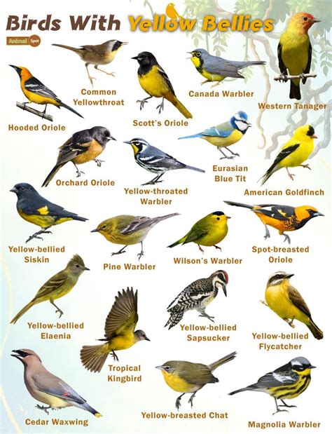 Birds With Yellow Bellies Facts List Pictures And More