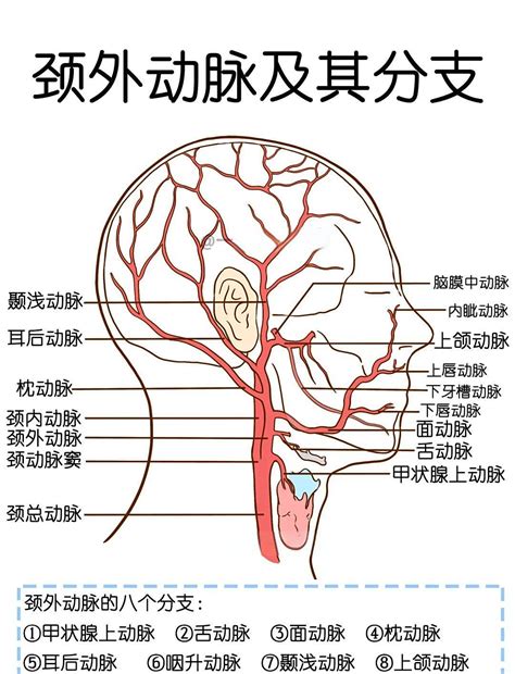 颈外动脉的八大分支，你知道几个？