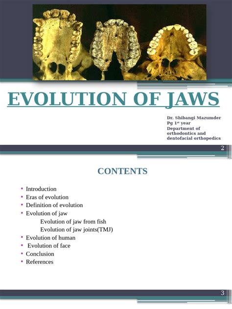 Evolution Of Jaw Seminar 6 Pdf Skull Jaw