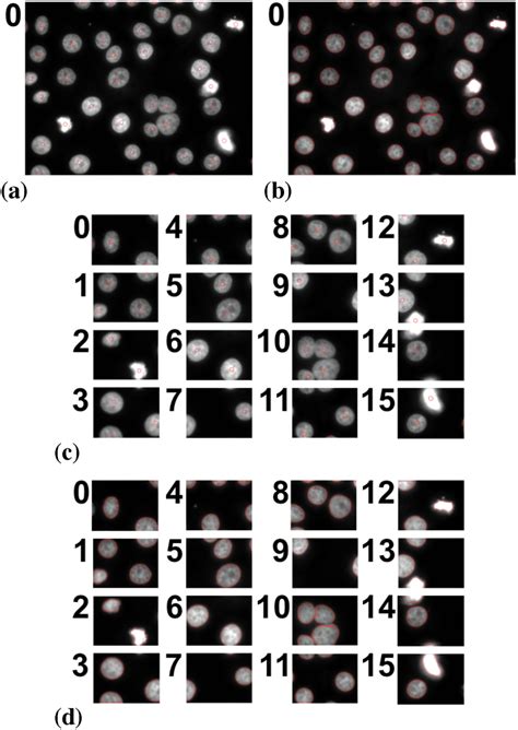 Distributed Segmentation Of Fluorescently Labeled Cell Nuclei Raw Download Scientific Diagram