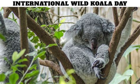 International Wild Koala Day May 3