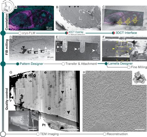 cryo electron tomography on focused ion beam lamellae 41 off