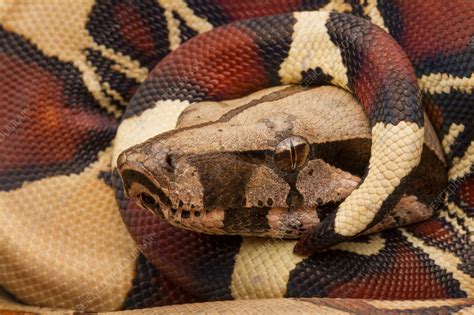 Red Tailed Boa Constrictor Juvenile Stock Image C0483728 Science
