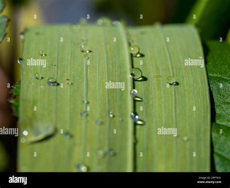 Beaded Raindrops On The Flat Curved Surface Of A Long Bent Over Green