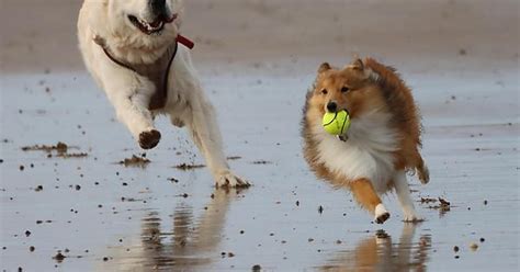 More Archie Album On Imgur