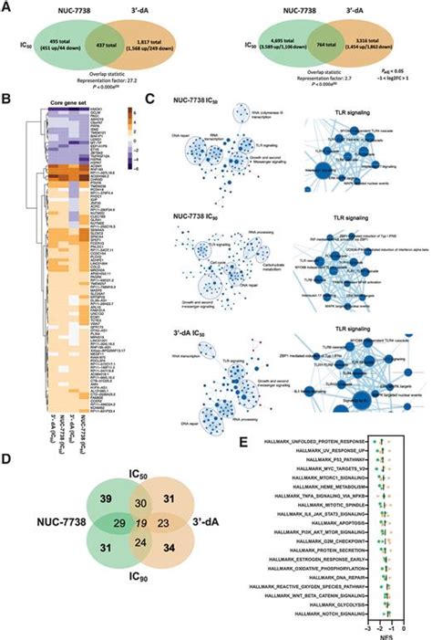 The Novel Nucleoside Analogue Protide Nuc 7738 Overcomes Cancer
