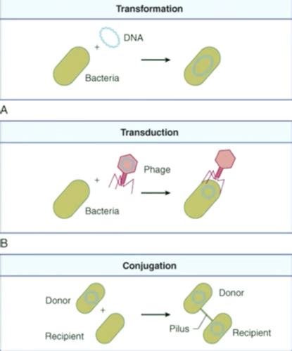 Biotechnology Quiz Lecture 9 Flashcards Quizlet