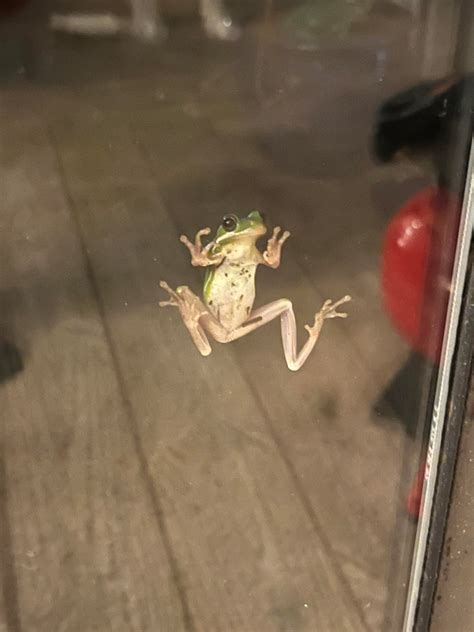 Tales From The Frog Queen R Frog