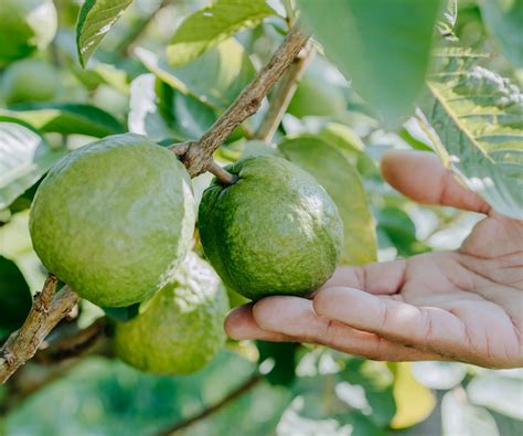 How To Grow Guava Tips From Tropical Fruit Experts Homes And Gardens