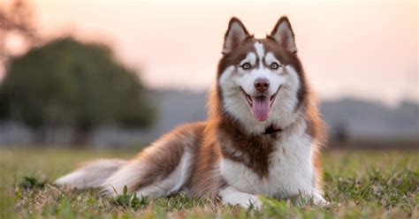 Siberian Husky Tutto Su Carattere Cura E Alimentazione
