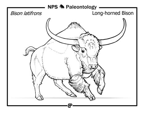Bizon Preistoric Cu Coarne Lungi Bison Latifrons Pagini De Colorat