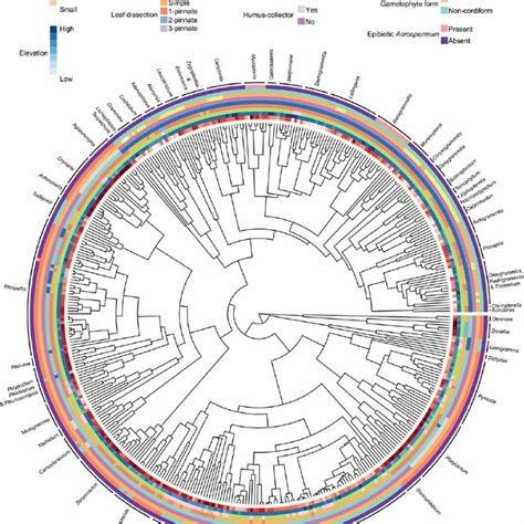 Diversification Rate Heterogeneity In The Polypodiaceae A Bamm
