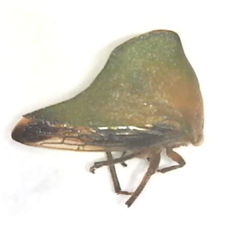 Treehopper Dried Insect Specimen For Your School Insect Collection