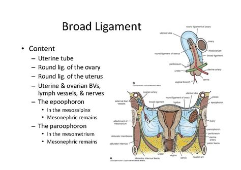 Female Reproductive System Lecture Objectives Describe The Peritoneal