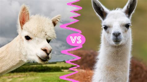 Alpacas Vs Llamas Whats The Difference