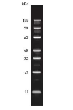 Protein Standards And Ladders For Accurate Protein Electrophoresis