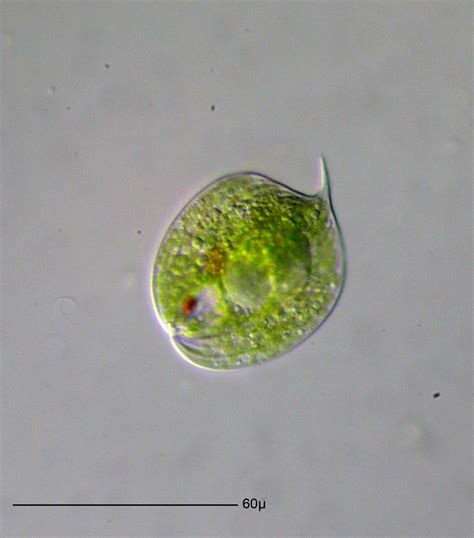 Gambar Daun Biologi Protista Protisten Einzeller Protozoa Protozoen Protozoe Mikroskop