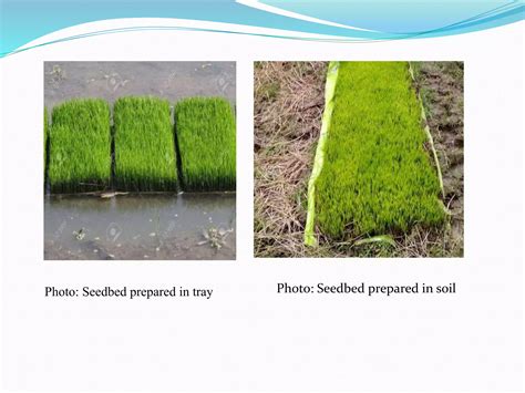 System Of Rice Intensification Sri Pptx