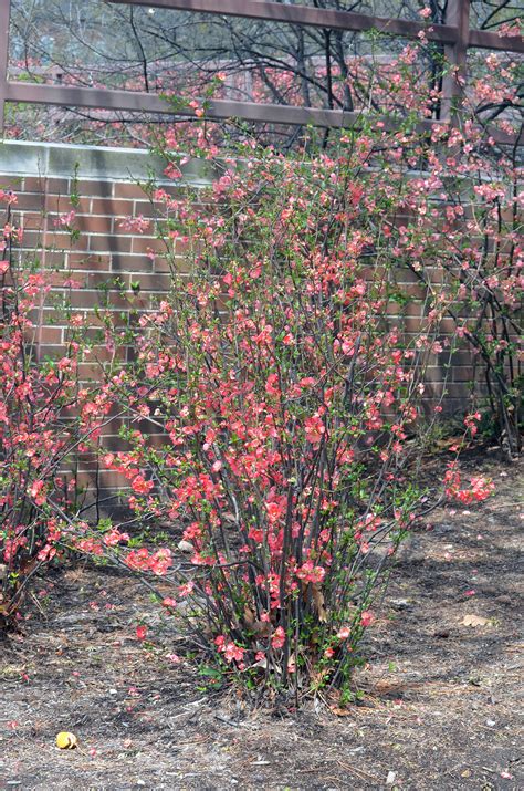 Flowering Quince Hedge