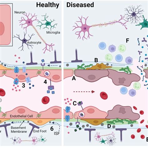 Development Of The Meningeal Lymphatic Vasculature During The Postnatal Download Scientific