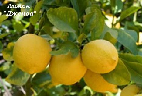 Лимон "Дженоа" / C. limon «Genoa» (Genova). Купить цитрусовые.