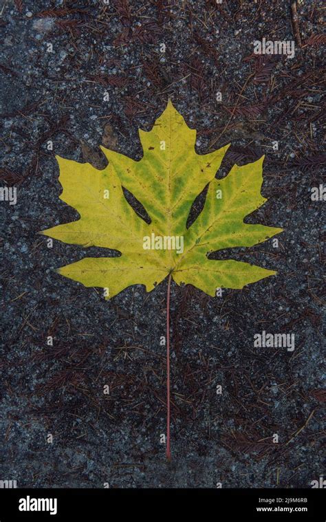 A Yellow Leaf Of The Bigleaf Maple Acer Macrophyllum On The Ground