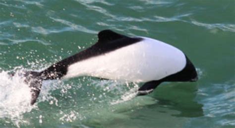 Walvissen En Dolfijnen Van De Antarctische Oceaan Joides Resolution