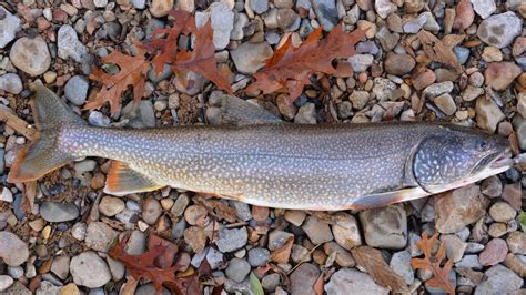 Lake Trout Mackinaw Nevada Department Of Wildlife