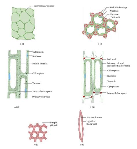 Permanent Tissue Definition Types Characteristics Functions