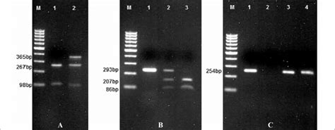 Illustrative Electrophoretic Patterns Related To The Investigation Of