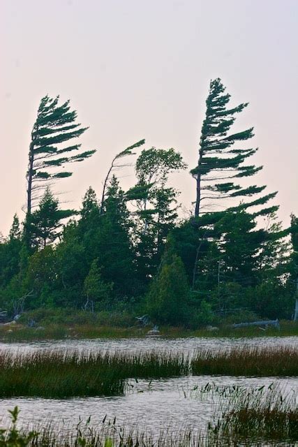 Turn People Into Trees Ram Dass Quote Polly Castor