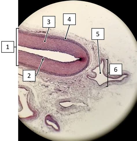 Lab 3 Histology Diagram Quizlet