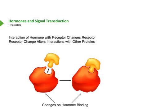 Hormones And Signal Transduction Ppt Download