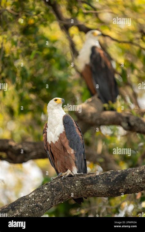 Two African Fish Eagles Haliaeetus Vocifer Turn Heads Together In