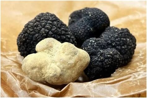 Truffle Hunting A Unique Experience In Italy This Way To Italy
