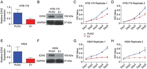 Ezh2 Knockdown Causes A Significant Reduction In Sclc Cell Viability Download Scientific