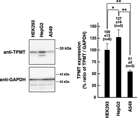 Expression Level Of Tpmt Protein The Expression Level Of Tpmt Was