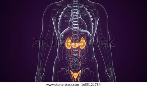 Male Genitourinary System Illustration 3d Render Stock Illustration