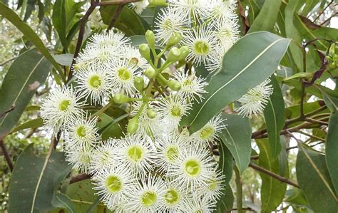 Corymbia Gummifera Australian Plants Society
