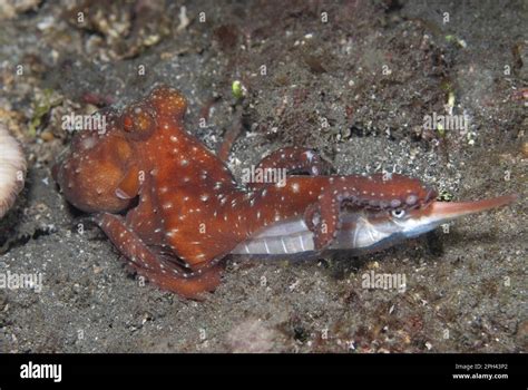 Adult Starry Night Octopus Callistoctopus Luteus With Rigid Jointed