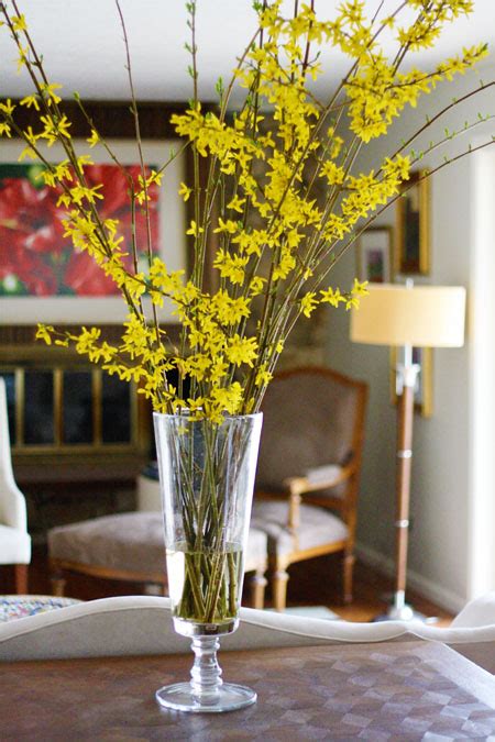 Žuti Cvjetovi Forzicije Kao Idealan Proljećni Dekor Dom Info