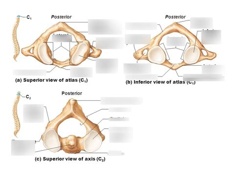E9 Superior And Inferior View Of Atlas C1 And C2 And Axis Diagram Quizlet