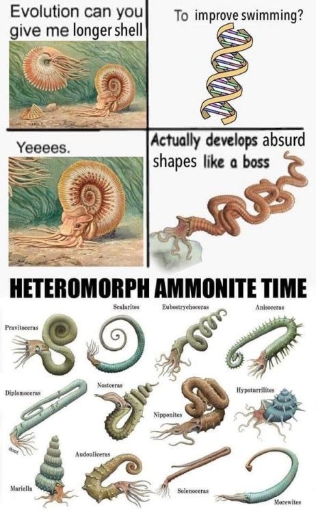 Ammonite On Tumblr