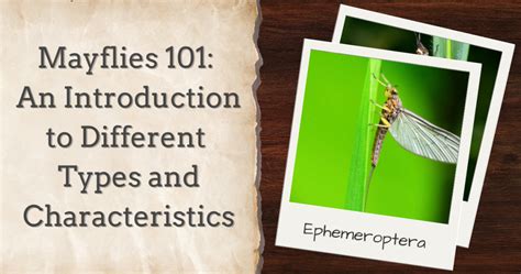 Mayflies 101 An Introduction To Different Types And Characteristics