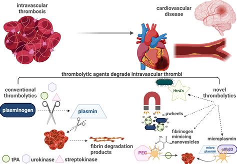 Removing Plasmin From The Equation Something To Chew On… Journal Of