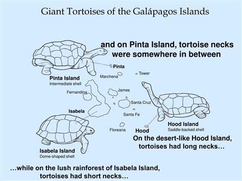 Ppt Darwins Theory Of Evolution Powerpoint Presentation Free