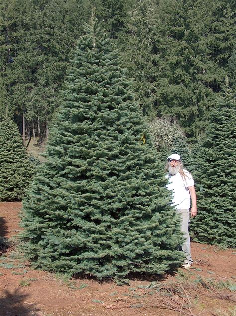11 12 Premium Noble Fir Santa And Sons Christmas Trees