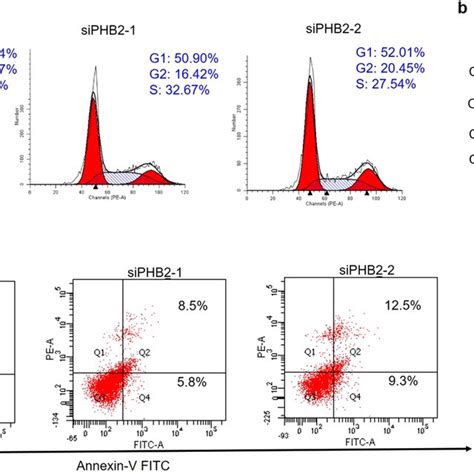 Phb2 Knockdown By Sirna Inhibits Rd Cell Proliferation A Evaluation