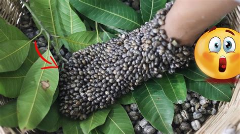 Remove Ticks With Green Seeds134 Youtube